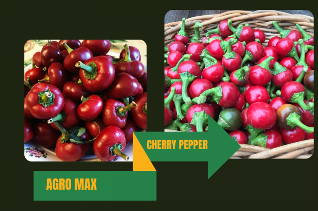 Cherry pepper – agromax
