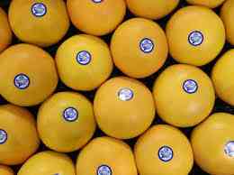 Grapefruit – agromax