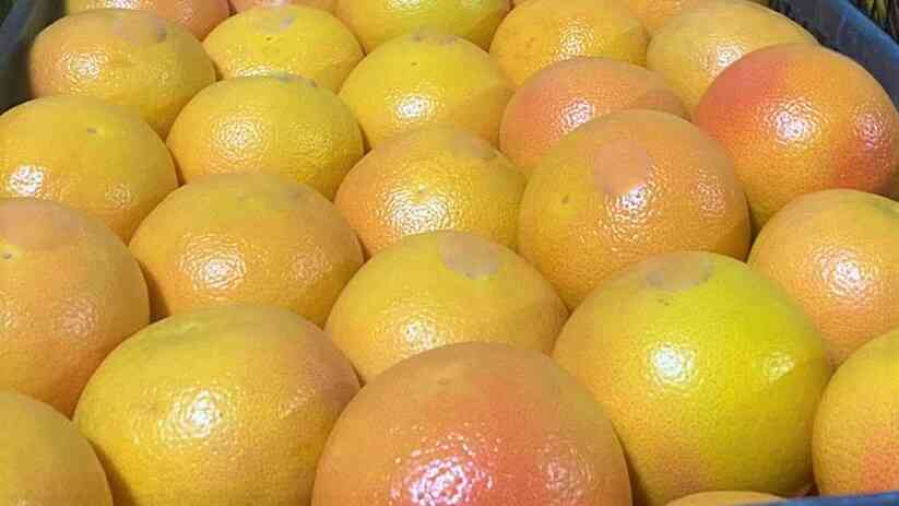 Grapefruit – agromax